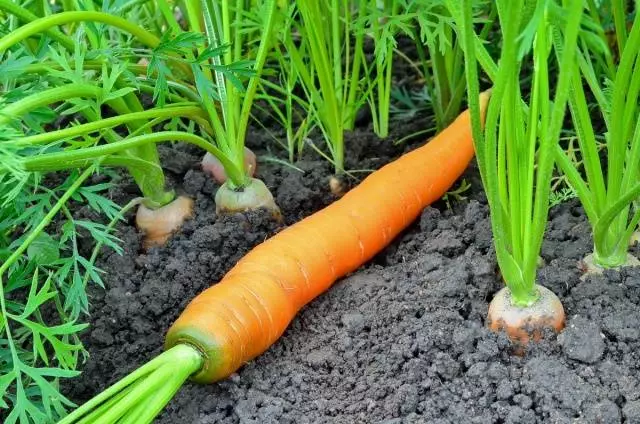 Mga lahi sa carrot nga adunay mga litrato ug paghulagway 10955_21