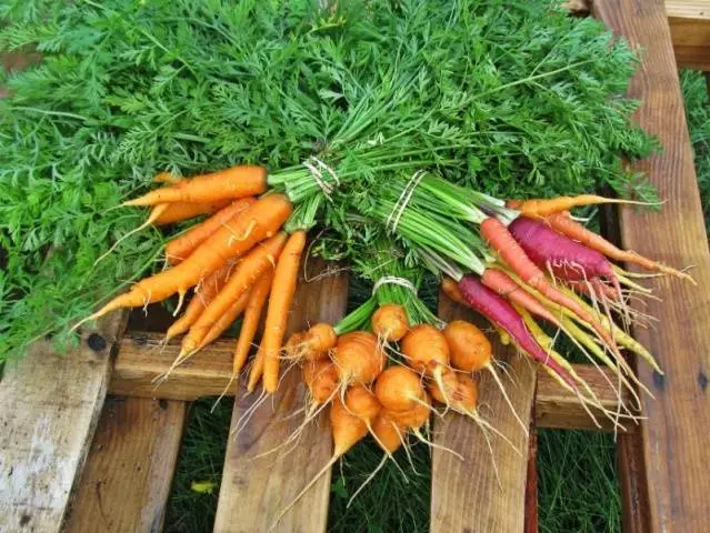 Mga lahi sa carrot nga adunay mga litrato ug paghulagway 10955_22