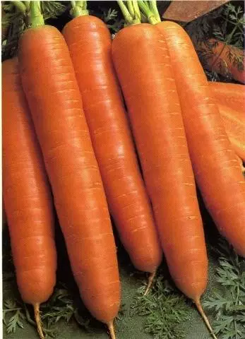 Mga lahi sa carrot nga adunay mga litrato ug paghulagway 10955_27