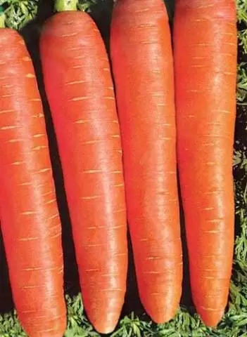 Carrot Queen of autumn: penerangan, foto, ulasan 10972_3