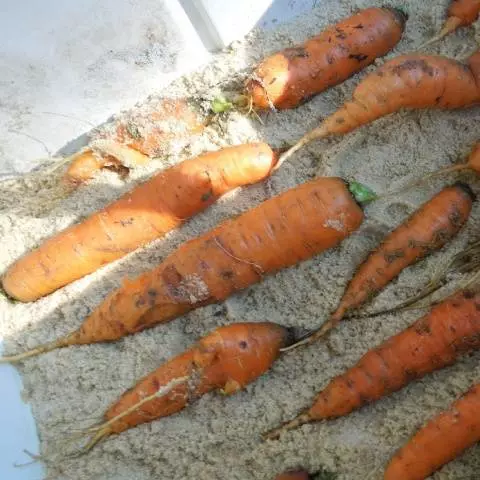 Cómo almacenar zanahorias 10980_3