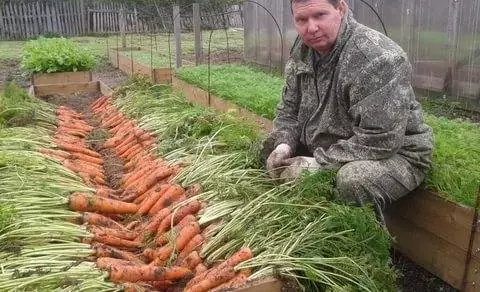 Como armazenar cenouras em uma adega no inverno 10982_2