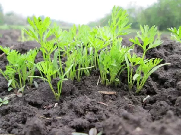 When to plant carrots in Siberia 10988_6