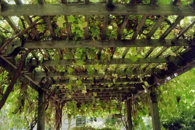 DIY grape pergola: ua los ntawm ntoo, hlau, duab, kos duab 109_1