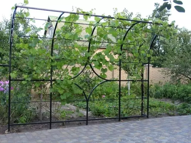 DIY grape pergola: ua los ntawm ntoo, hlau, duab, kos duab 109_11