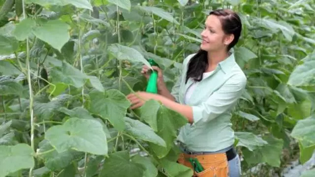 Wy plantsje juste komkommers yn iepen grûn mei sieden: fideo 11008_8