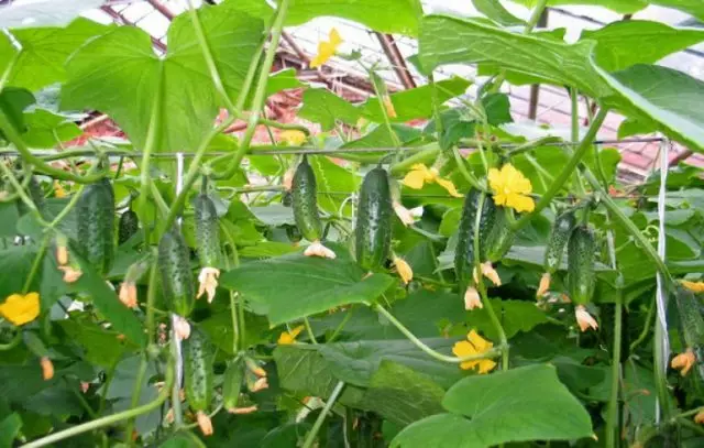 Ọmọkunrin Cucumbers pẹlu ika kan: apejuwe, gbingbin ati itọju, awọn fọto, awọn atunwo 11022_1