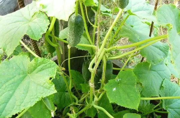 Cucumbers Buachaill le méar: tuairisc, plandáil agus cúram, grianghraif, léirmheasanna 11022_2