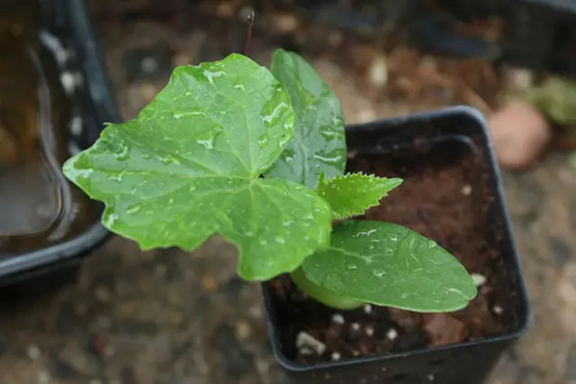 Ọmọkunrin Cucumbers pẹlu ika kan: apejuwe, gbingbin ati itọju, awọn fọto, awọn atunwo 11022_3