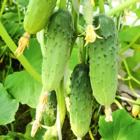 Ọmọkunrin Cucumbers pẹlu ika kan: apejuwe, gbingbin ati itọju, awọn fọto, awọn atunwo 11022_4