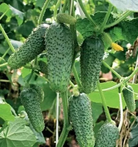 Cucumbers for the Urals open ground 11026_1