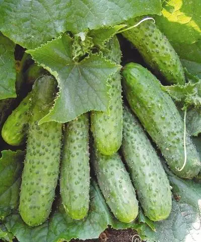 Cucumber hybrid Masha F1