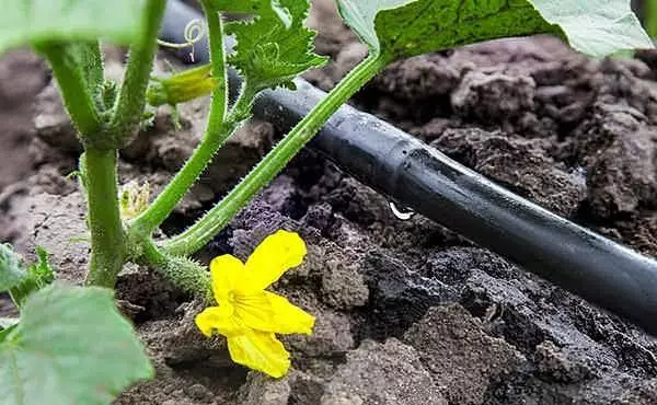 Cucumbers for the Urals open ground 11026_3