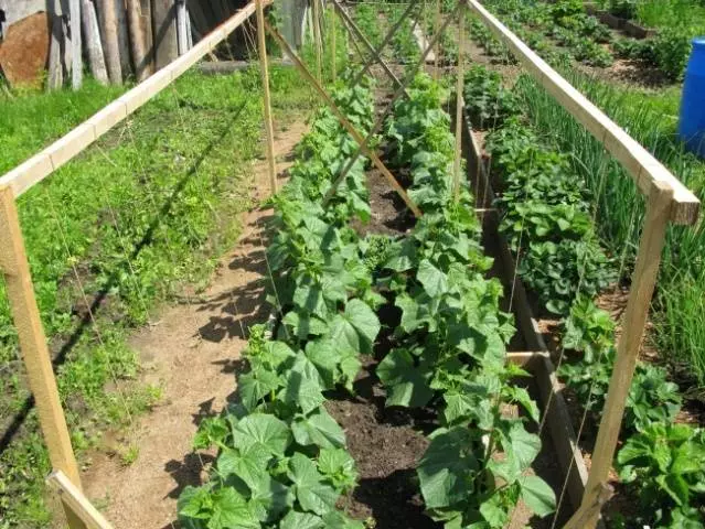 Cucumbers for the Urals open ground 11026_4