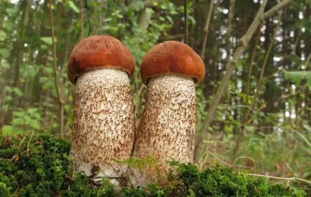 Boletus been ah: sida loo kala sooco, calaamadaha madaxa gaduudan ee beenta ah, sawirka labanlaabka 1102_1