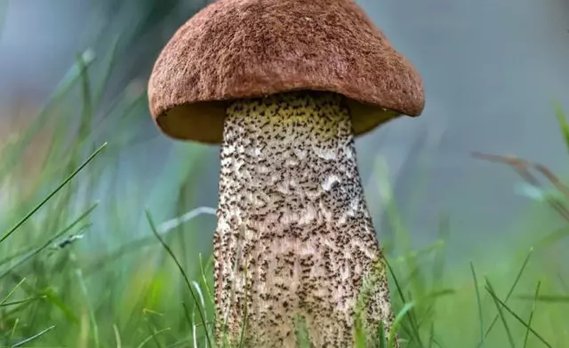 Boletus been ah: sida loo kala sooco, calaamadaha madaxa gaduudan ee beenta ah, sawirka labanlaabka 1102_11