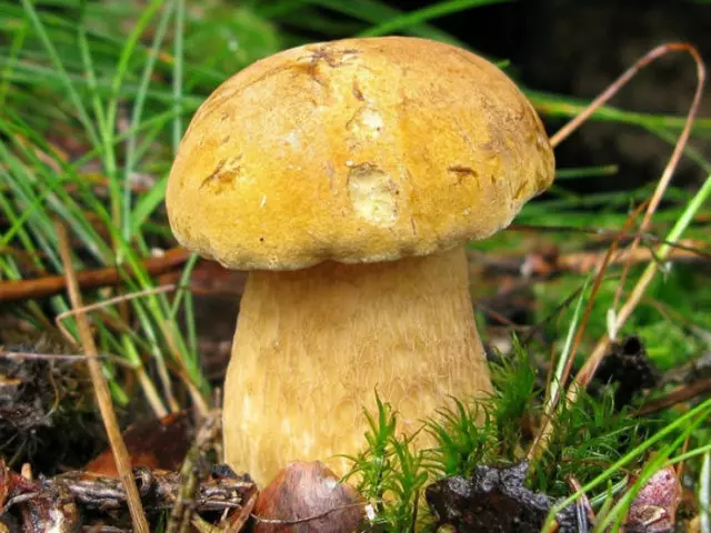 Boletus been ah: sida loo kala sooco, calaamadaha madaxa gaduudan ee beenta ah, sawirka labanlaabka 1102_3