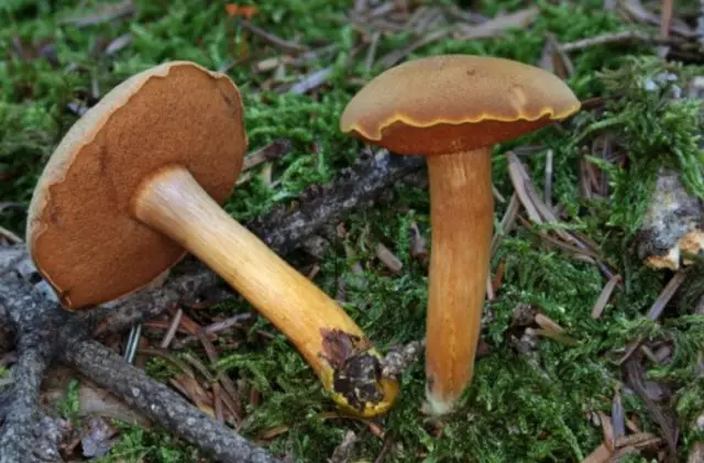 Boletus bohata: joang ho khetholla, matšoao a redheads bohata, photo photo photo photo ea habeli 1102_4