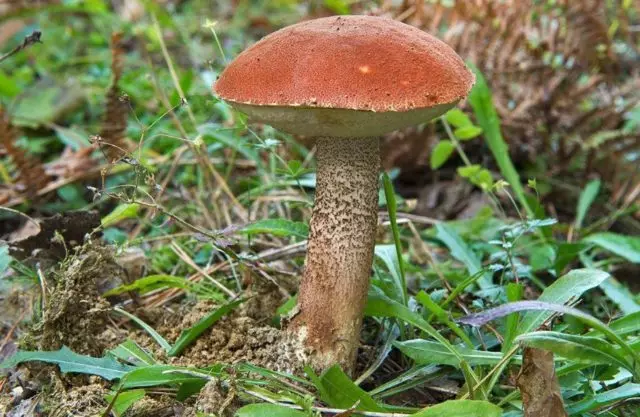 Boletus been ah: sida loo kala sooco, calaamadaha madaxa gaduudan ee beenta ah, sawirka labanlaabka 1102_5