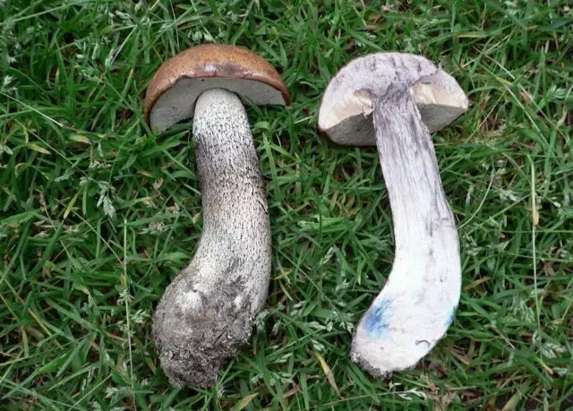 Yanlış boletus: necə ayırmaq olar, yalançı qızılbaşların əlamətləri, cütlərin fotoşəkili 1102_6