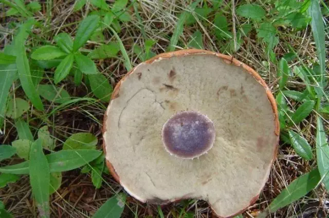 Yanlış boletus: necə ayırmaq olar, yalançı qızılbaşların əlamətləri, cütlərin fotoşəkili 1102_7