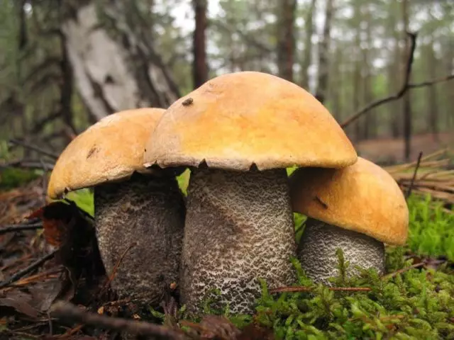 Boletus been ah: sida loo kala sooco, calaamadaha madaxa gaduudan ee beenta ah, sawirka labanlaabka 1102_8