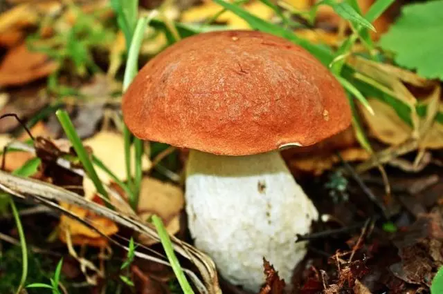 Boletus bohata: joang ho khetholla, matšoao a redheads bohata, photo photo photo photo ea habeli 1102_9