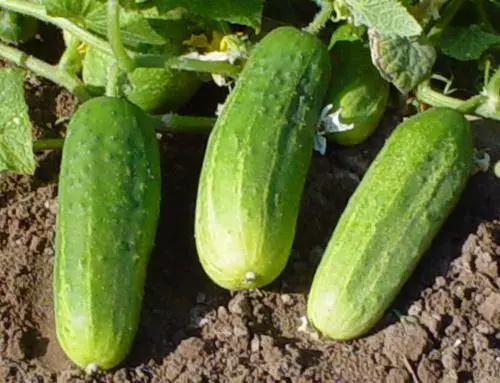 Pipino Paratunka f1