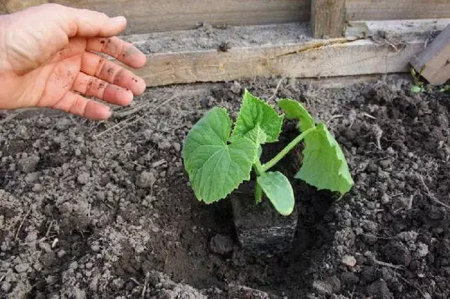 Cucumber Trilogy F1: famaritana, hevitra, sary, fitsipika mitombo 11033_4