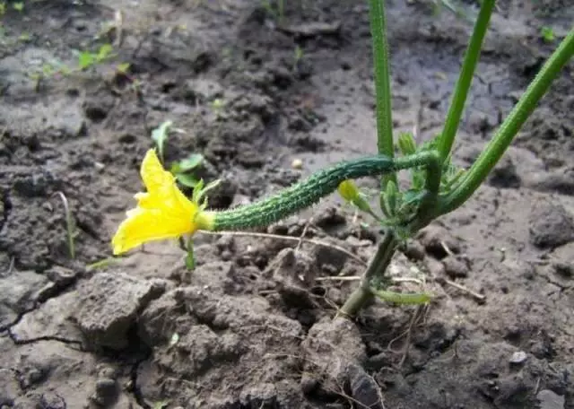 Chinese cucumber: tsananguro, kurima, mhando 11036_12