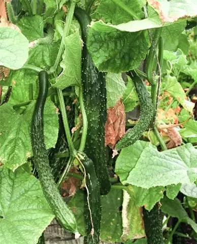 Chinese cucumber: tsananguro, kurima, mhando 11036_4