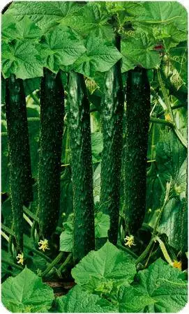 Chinese cucumber: tsananguro, kurima, mhando 11036_5