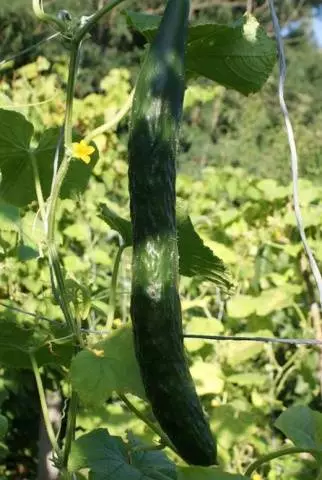 Chinese cucumber: tsananguro, kurima, mhando 11036_7