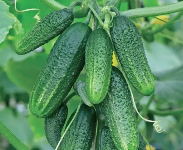 Cucumber Connie f1: litlhaloso tse fapaneng, linepe, litlhahlobo 11037_1