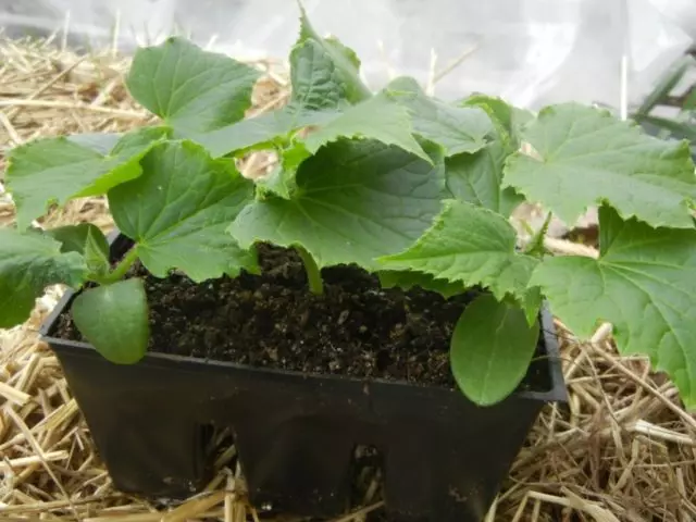 Cucumber Connie f1: litlhaloso tse fapaneng, linepe, litlhahlobo 11037_2