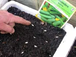 Sowing cucumbers in 2021 11047_15