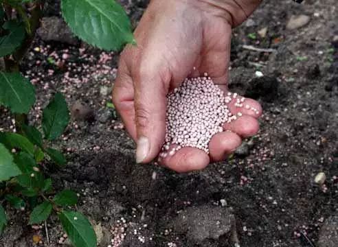 Sowing cucumbers in 2021 11047_3