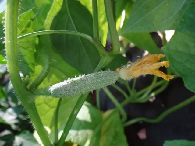 Sowing cucumbers in 2021 11047_5