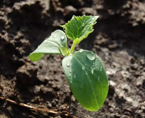 Sowing cucumbers in 2021 11047_8