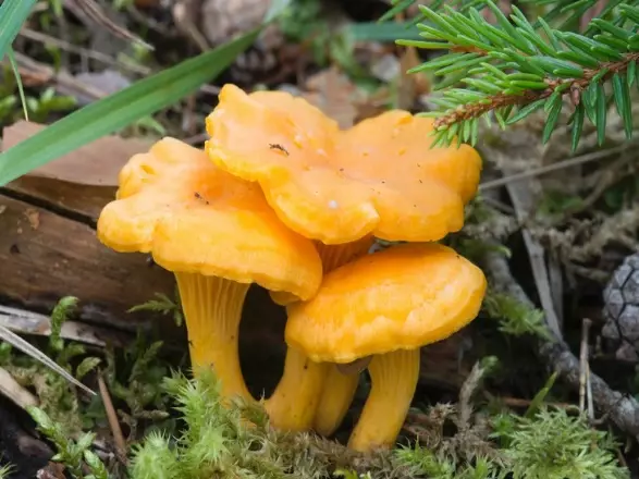 Chanterelle хандмал: юу тусалдаг, хэрхэн хоол хийх, авах, тойм 1105_1