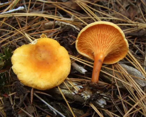 Chanterelle хандмал: юу тусалдаг, хэрхэн хоол хийх, авах, тойм 1105_5