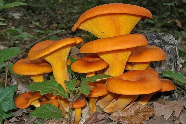 Chanterelle tincure: نېمىگە ياردەم بېرىدۇ ، قانداق پىشۇرۇش ۋە ئېلىش ، ئوبزور 1105_7