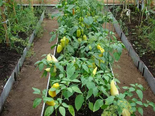 High-yielding peppers 11069_7