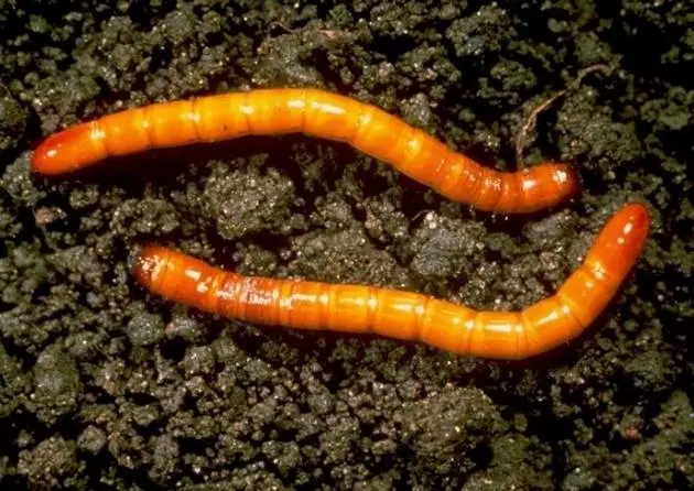 Paprika med høy avkastning 11069_8