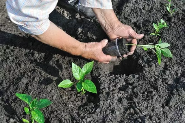 Îngrășământ pentru piper la plantare 11080_10