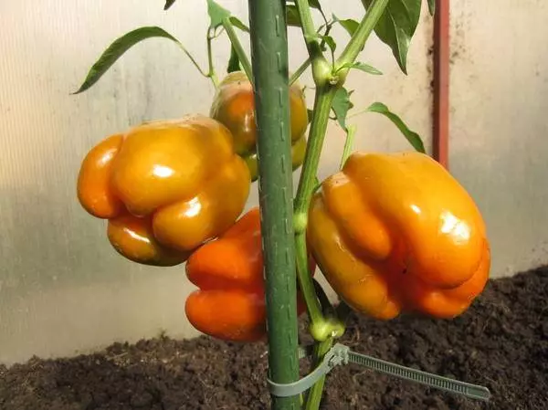 Milagro de la naranja y pimienta: descripción de la variedad, fotos, reseñas 11083_3