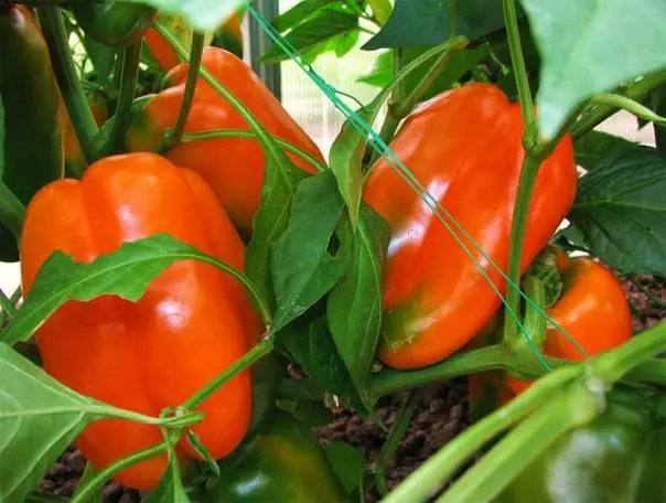 Pepper Orange csoda: fajtaleírás, fotók, vélemények 11083_9