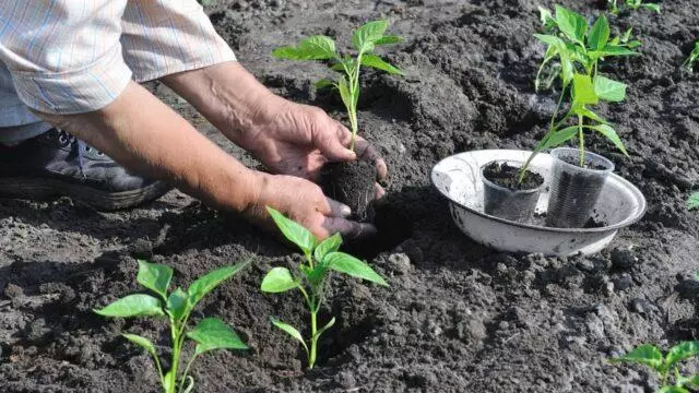 Pepper Regor F1: Charakteristiken a Beschreiwung vun der Varietéit, Fotoen, Bewäertungen, Ausbezuelen, Héicht 11093_3