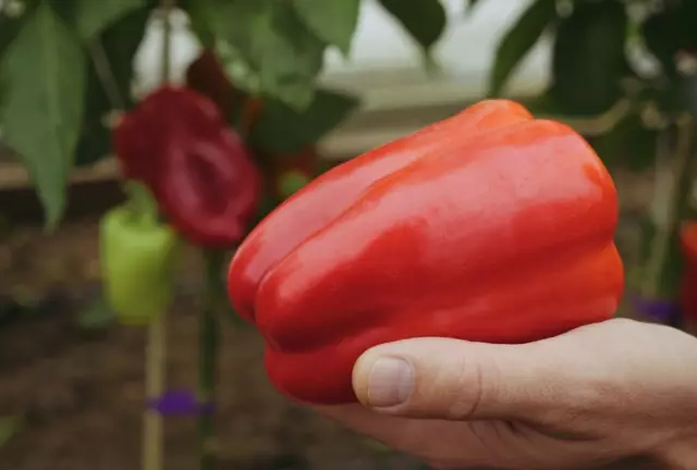 Pepper Regor F1: Charakteristiken a Beschreiwung vun der Varietéit, Fotoen, Bewäertungen, Ausbezuelen, Héicht 11093_4