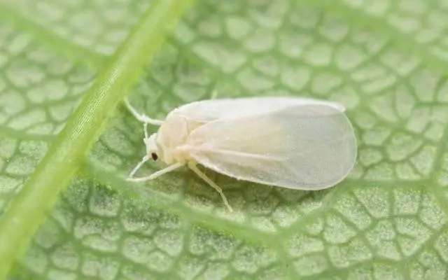 I-Whitefly